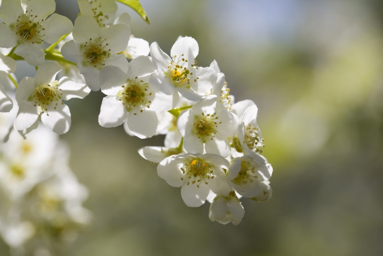 Calgary, Alberta, Canada; May Day Tree Blossoms PosterPrint - Item ...