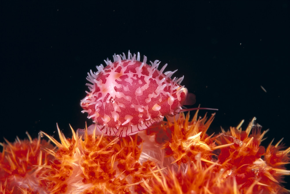 Indonesia, Allied Cowrie Shell (Diminovula Punctata) Eating Soft Coral ...