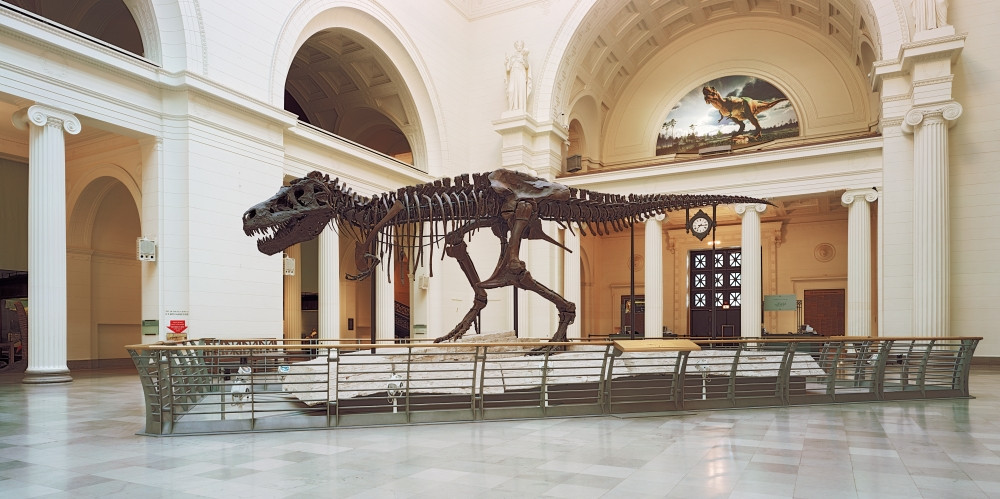 Tyrannosaurus rex skull in Field Museum, Chicago, Illinois, USA Poster ...