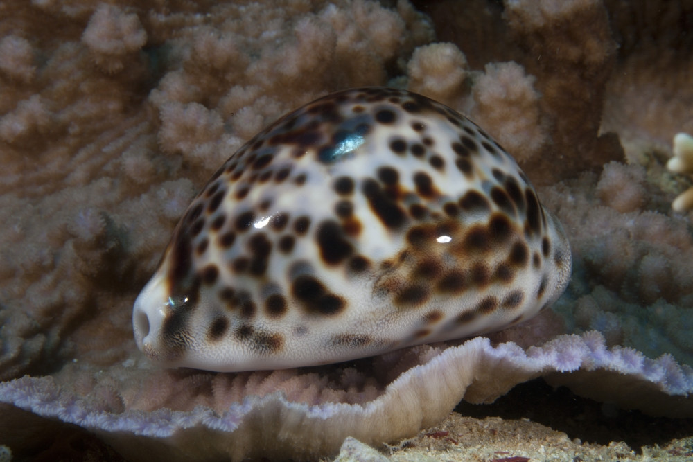 A large tiger cowrie, Beqa Lagoon, Fiji Poster Print - Item ...
