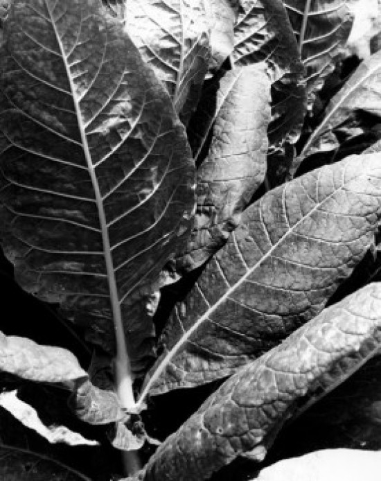 Close-up of a burley tobacco plant Poster Print (8 x 10) - Item ...