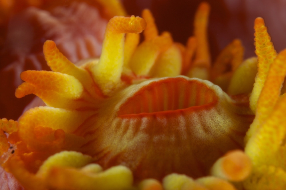 Detailed view of yellow tube coral polyps mouth captured at 5x life ...
