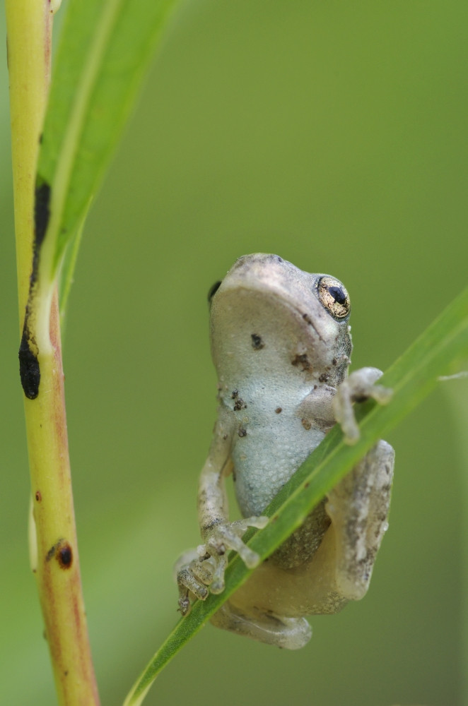 Young Gray Tree Frog; Les Cedres Quebec Canada PosterPrint - Item ...