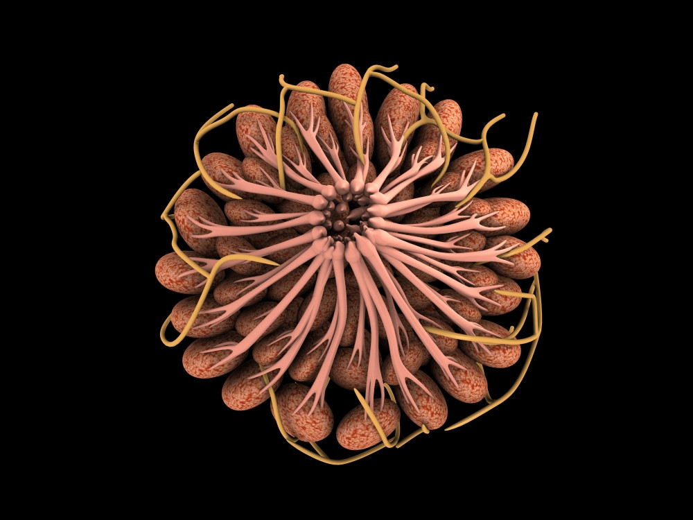 Conceptual image of female breast anatomy. Poster Print - Item ...