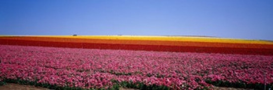 Field Of Flowers, Near Encinitas, California, USA Poster Print - Item ...