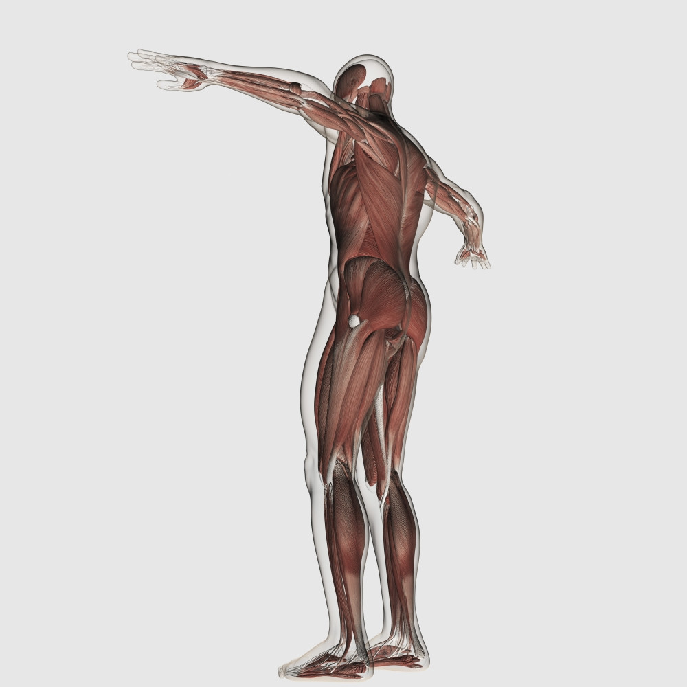 Anatomy of male muscular system, posterior view Poster Print - Item ...