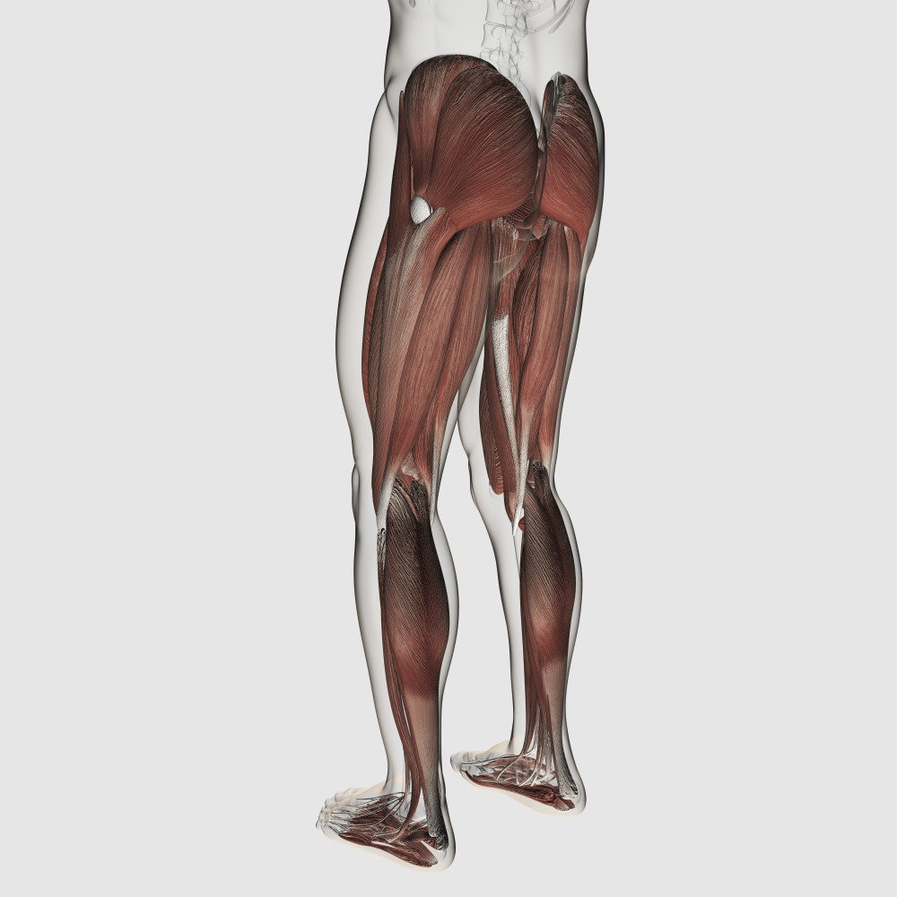 Male muscle anatomy of the human legs, posterior view Poster Print ...
