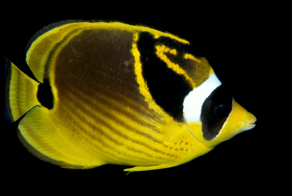 Hawaii, Raccoon Butterflyfish (Chaetodon Lunula) Close-Up B1936 ...