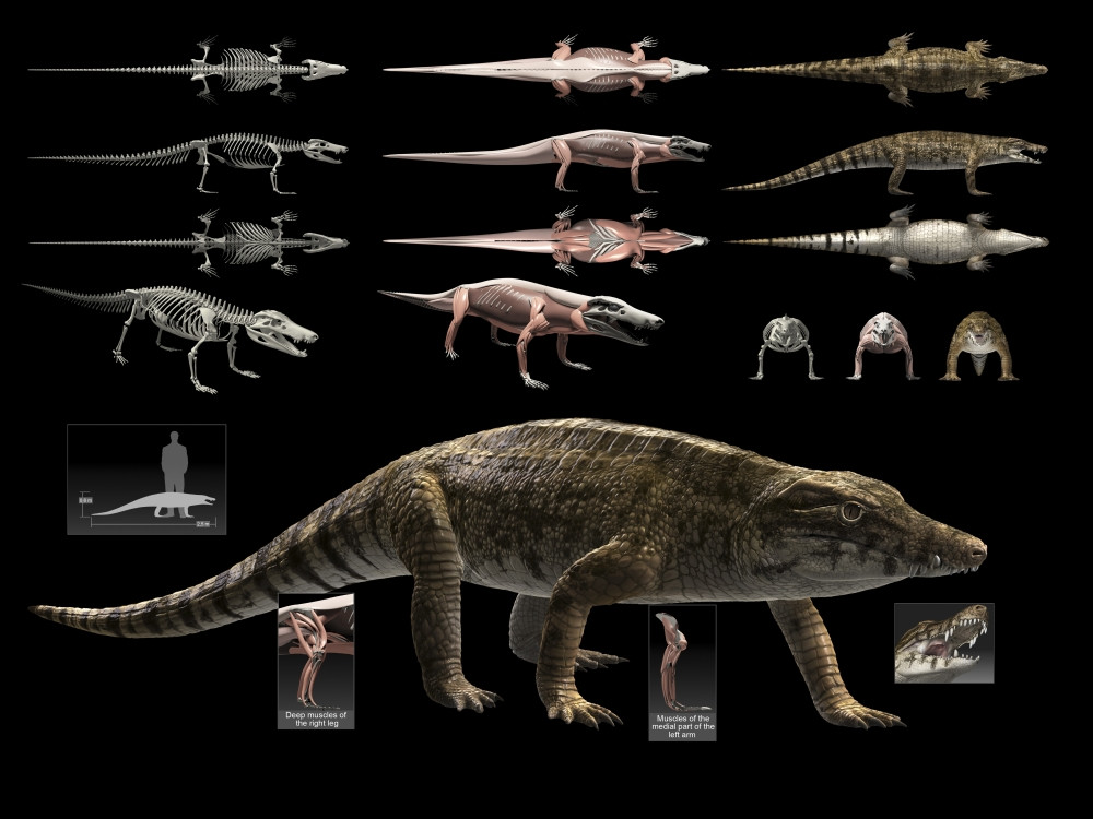 Uberabasuchus terrificus was a crocodylomorph about 2.5 meters long ...