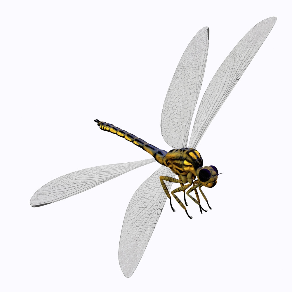 Meganeura was an insect dragonfly that lived in the Carboniferous ...