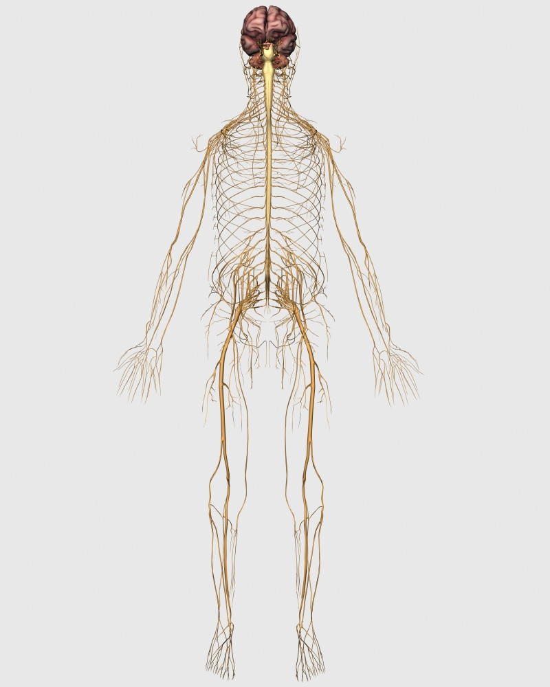 Medical illustration of peripheral nervous system with brain Poster ...