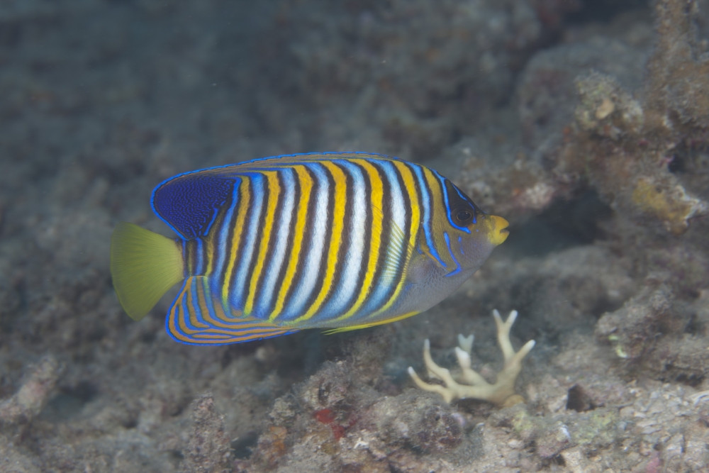 Regal angelfish, Fiji Poster Print - Item # VARPSTTMO400443U - Posterazzi