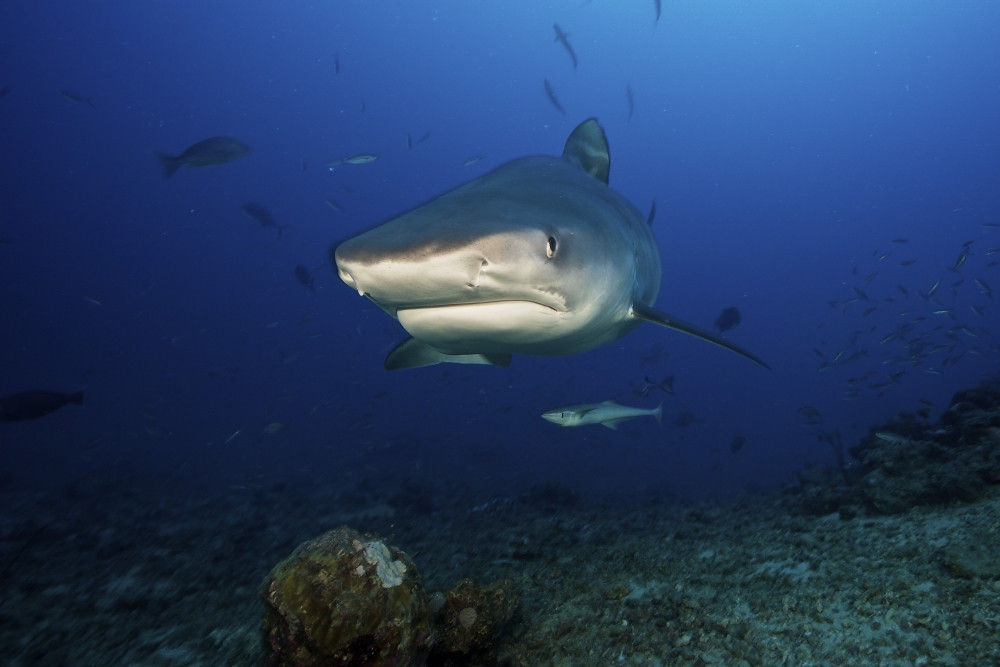 A large 10 foot Tiger Shark swims into the feeding zone, Fiji Poster ...