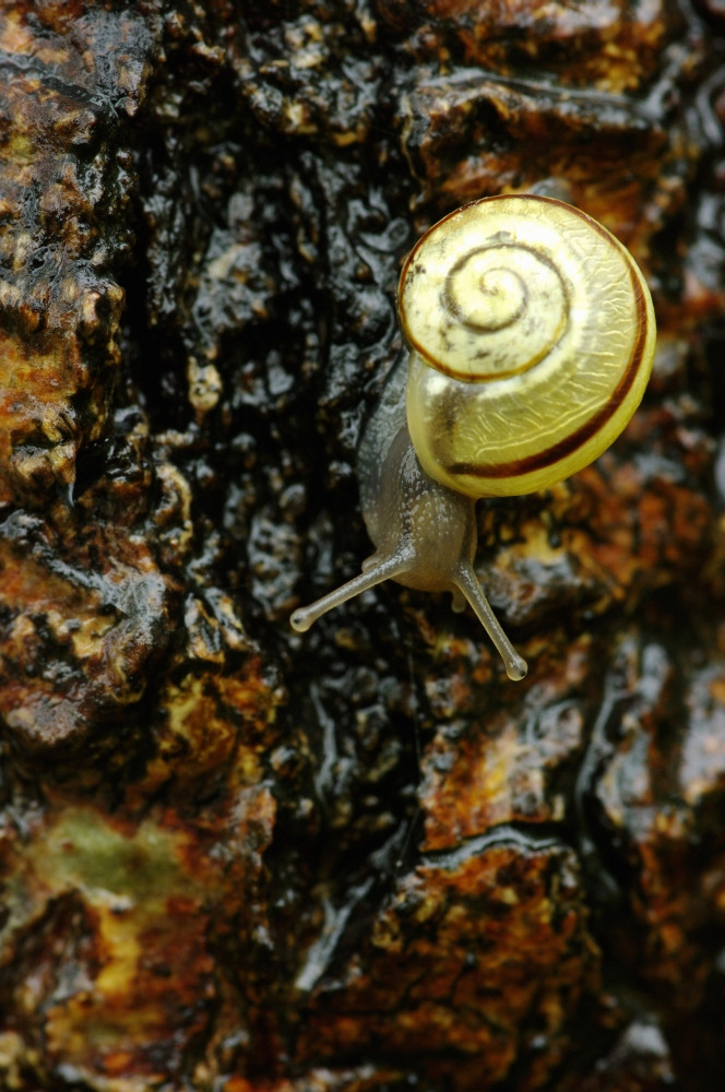 Snail, Pointe-Des-Cascades, Quebec, Canada PosterPrint - Item ...