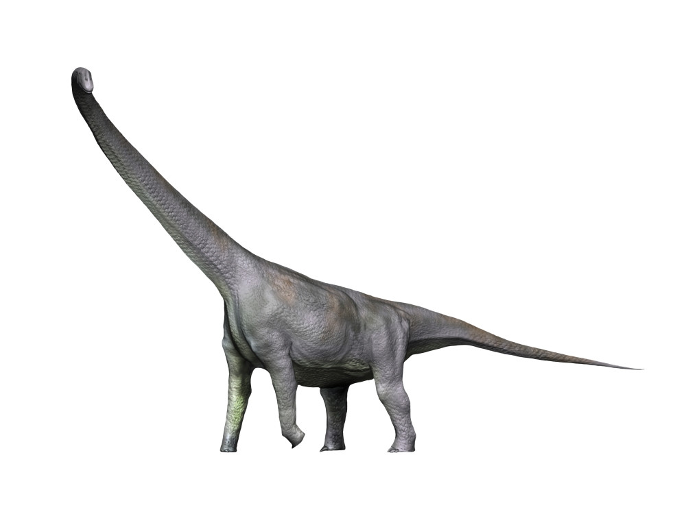 Mamenchisaurus dinosaur, white background Poster Print - Item ...