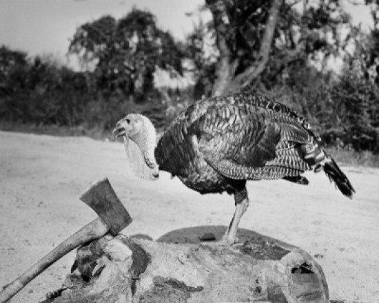 Side profile of a turkey and axe on a tree stump Poster Print - Item ...
