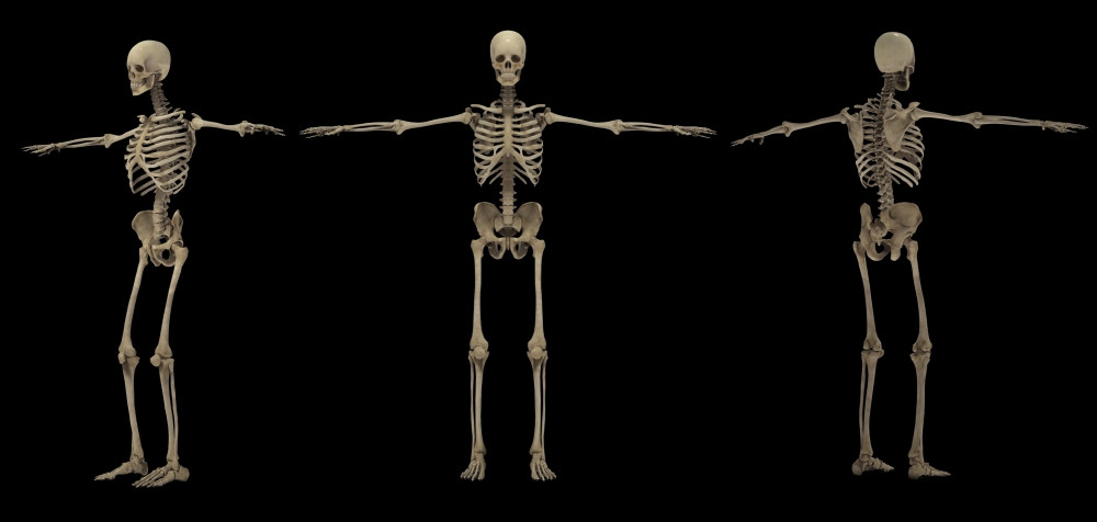 3D rendering of human skeletal system at different angles Poster Print ...