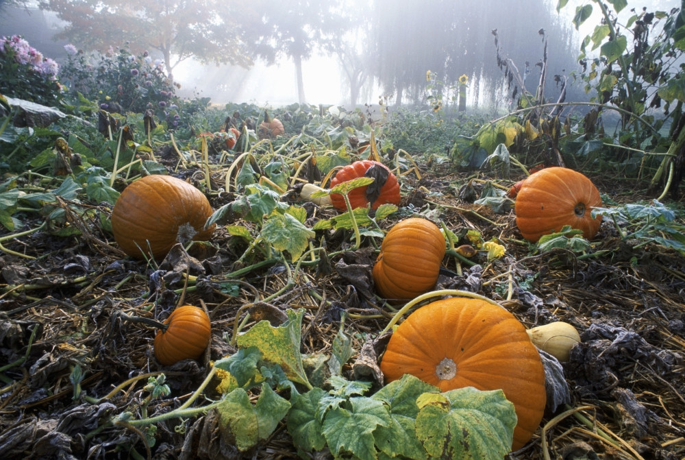 Pumpkin Patch, British Columbia PosterPrint - Item # VARDPI2025067 ...