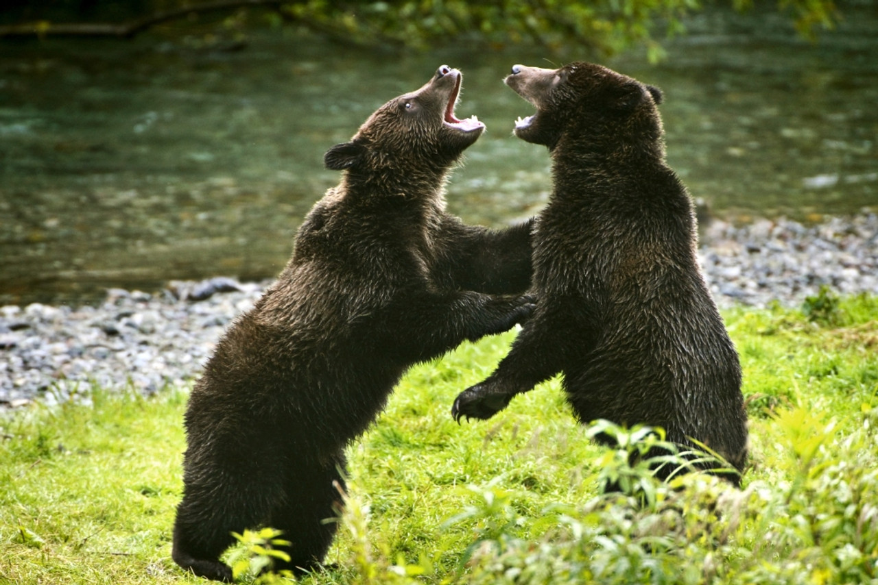 two brave bears