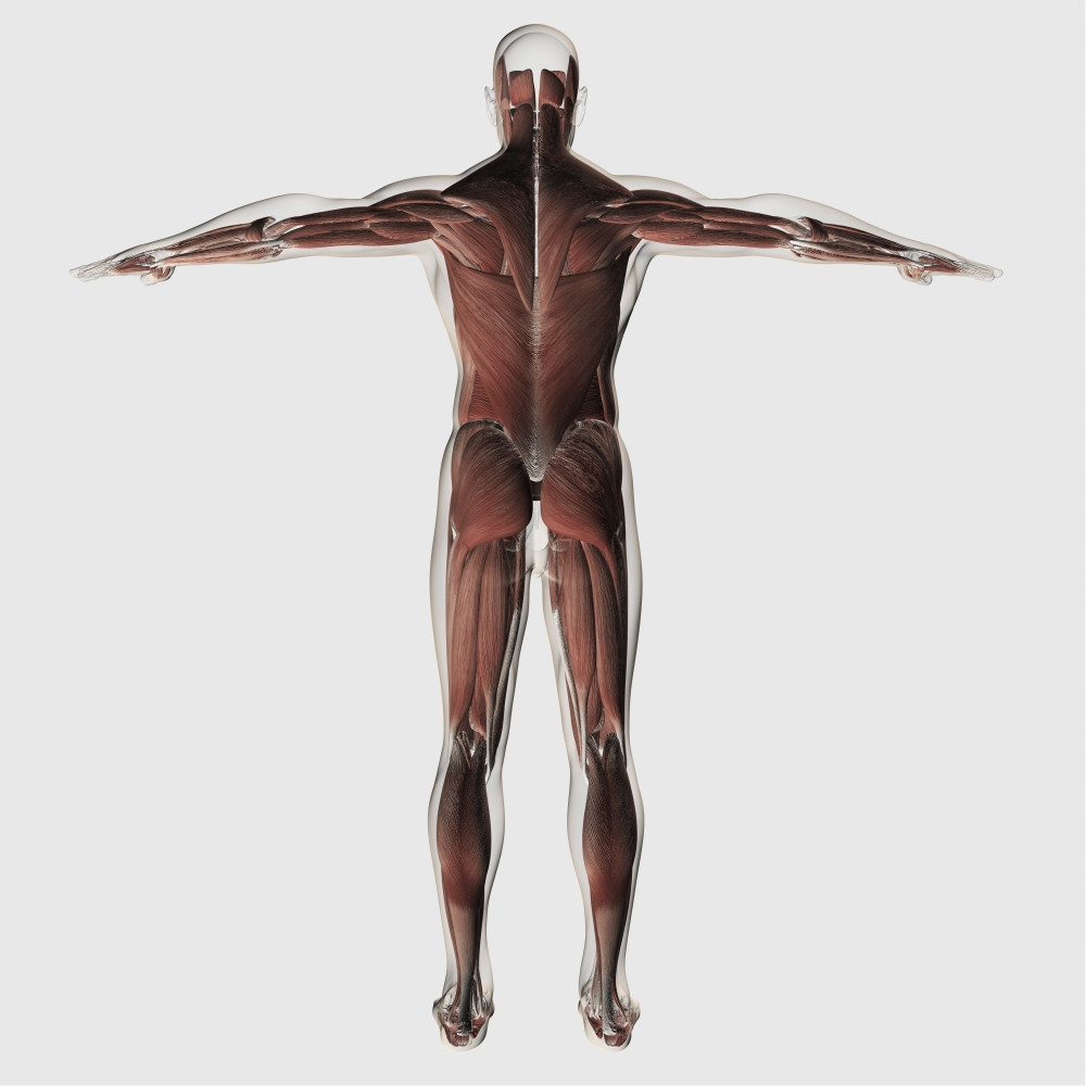Anatomy of male muscular system, posterior view Poster Print - Item ...