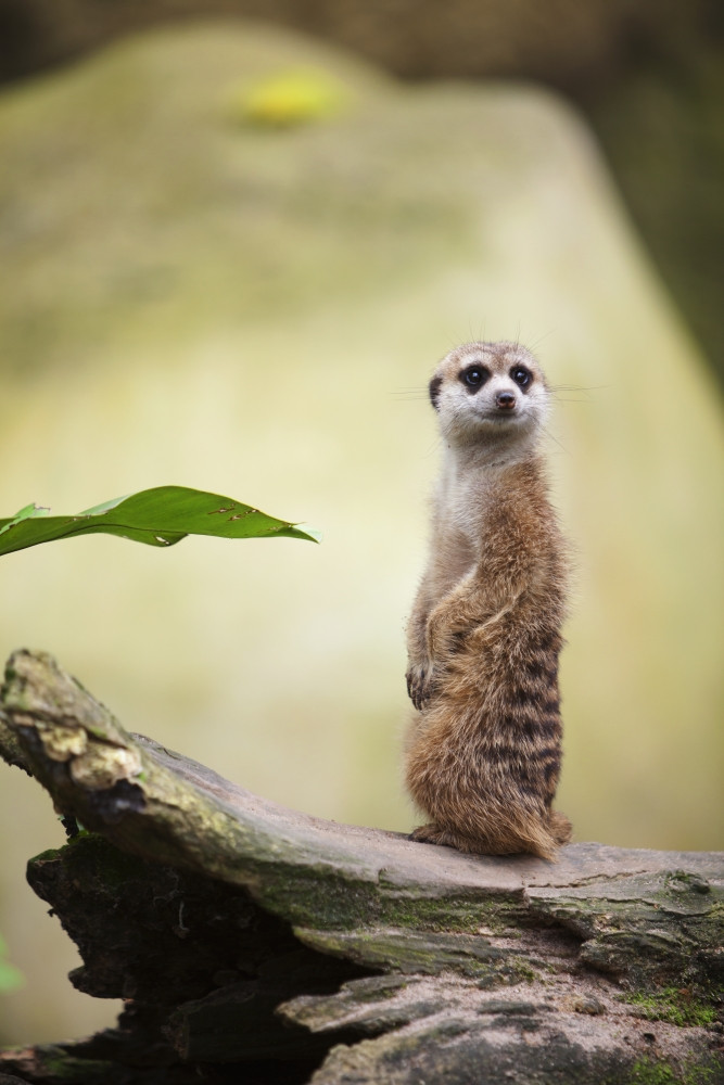 A Meerkat (Suricata Suricatta) At The Singapore Zoo; Singapore ...
