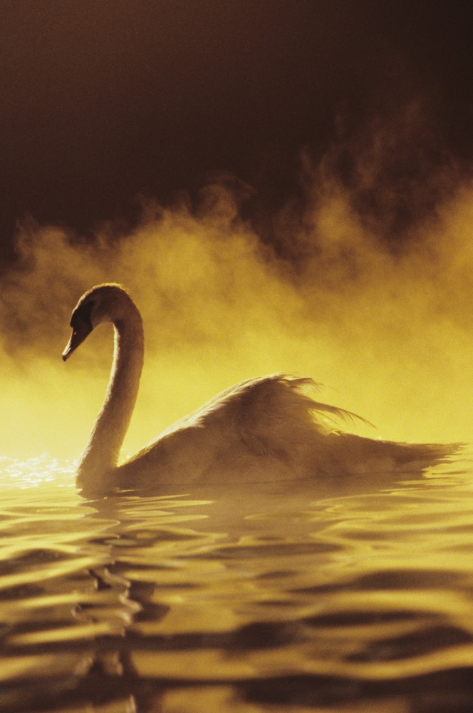 african swan