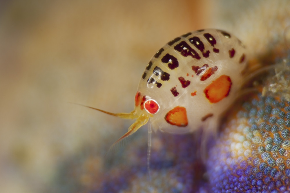 Ladybug amphipod, Cyproidea species, side view, taken at Cannibal Rock ...