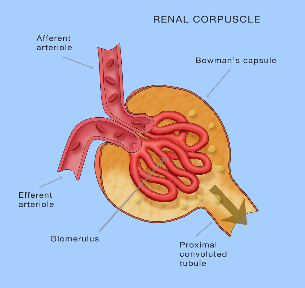 Glomeruli: Bedeutung _ Glomerulum Bedeutung – OIDK