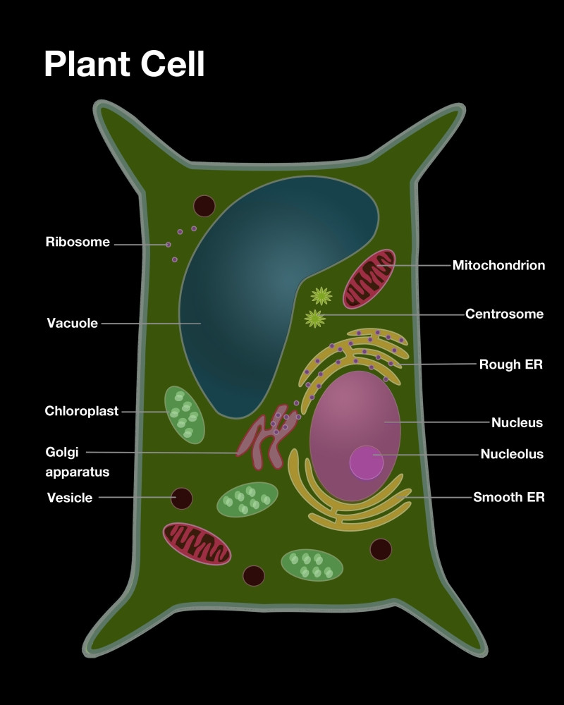 Plant Cell Poster Print by Spencer Sutton/Science Source - Item ...