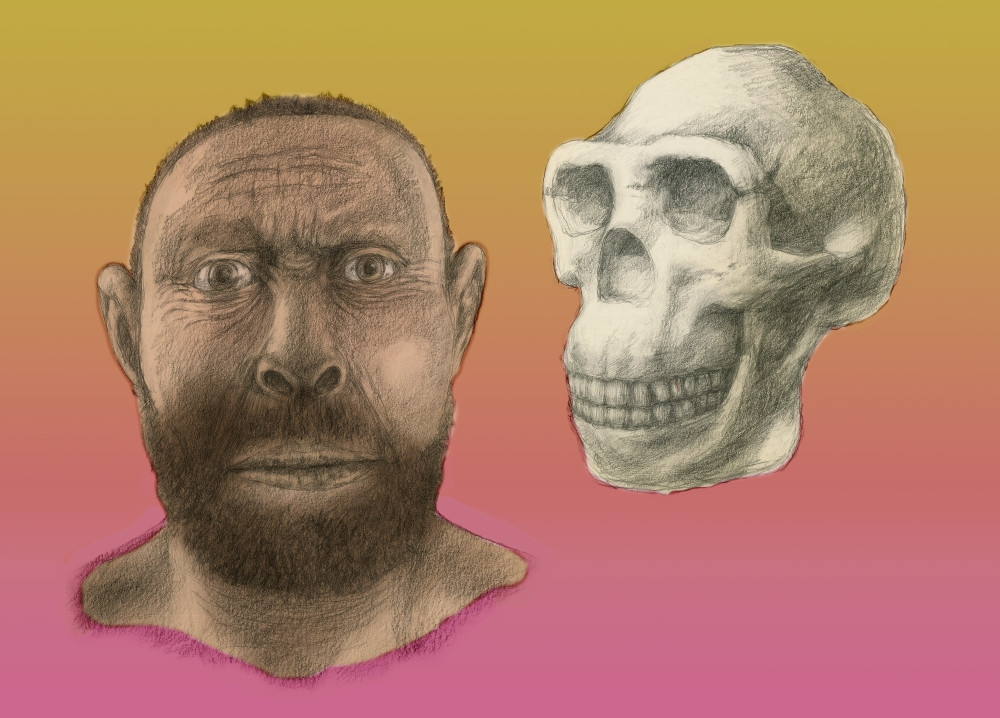 Homo erectus facial reconstruction Poster Print by Spencer Sutton ...