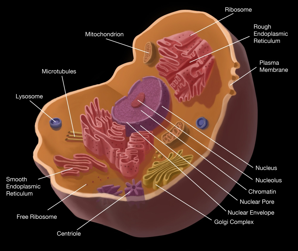 Animal Cell Poster Print by Spencer Sutton/Science Source - Item ...