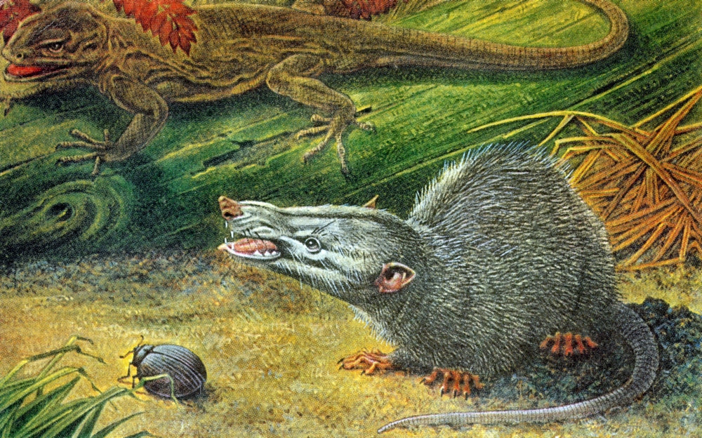 Morganucodon, Triassic Mammal Poster Print by Science Source - Item ...