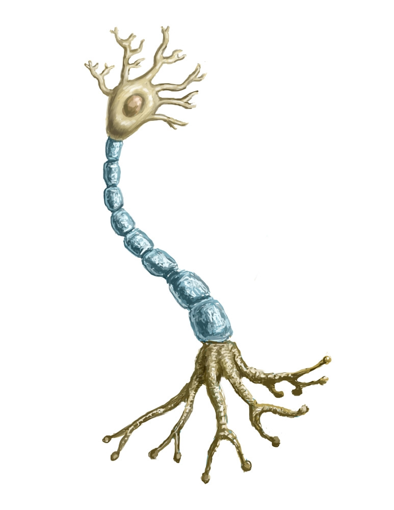 Neuron Cell Poster Print by Spencer Sutton/Science Source - Item ...