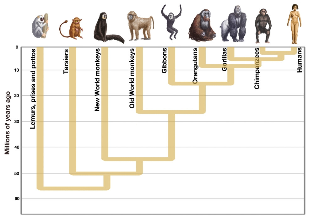 Human Evolution Poster Print by Spencer Sutton/Science Source - Item ...