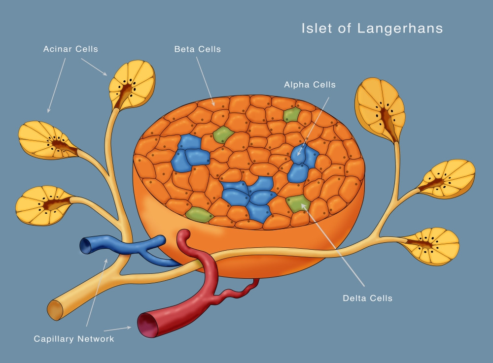 Islets Of Langerhans Labeled Pin On Flat Design Tutorials