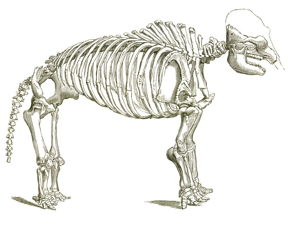 Mastodon Skeleton Poster Print by Science Source - Item # VARSCI9N3179 ...