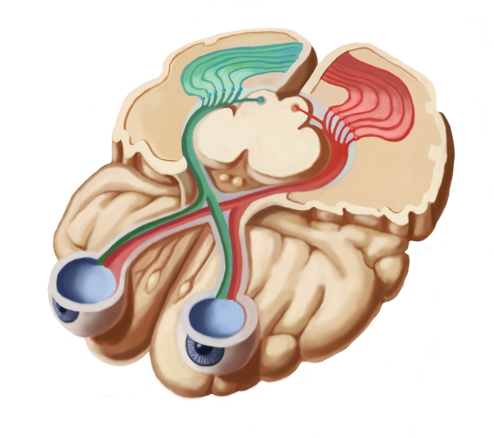 Visual Pathways Poster Print by Spencer Sutton/Science Source - Item ...
