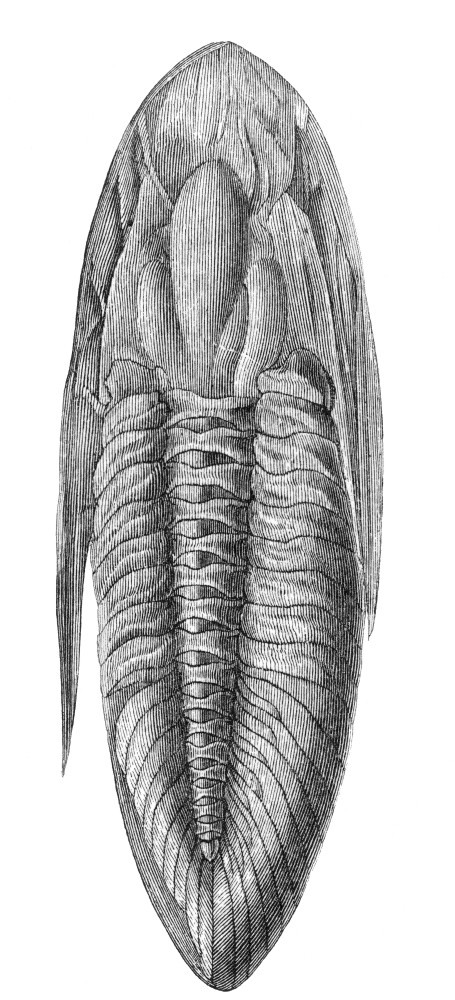 Trilobite Scientific Drawing