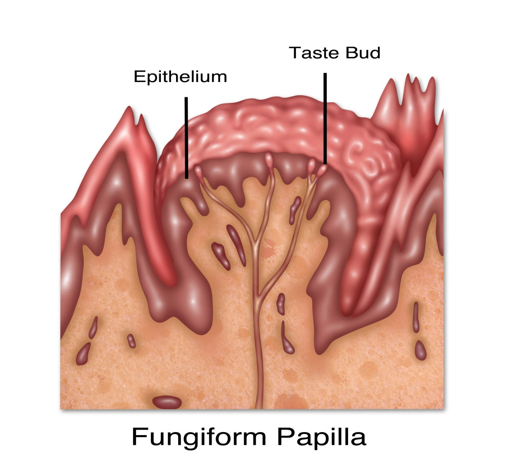 Fungiform Papilla, Illustration Poster Print by Gwen Shockey/Science ...
