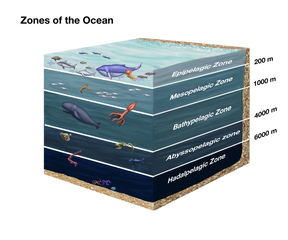 Zones of the Ocean Poster Print by Spencer Sutton/Science Source - Item ...