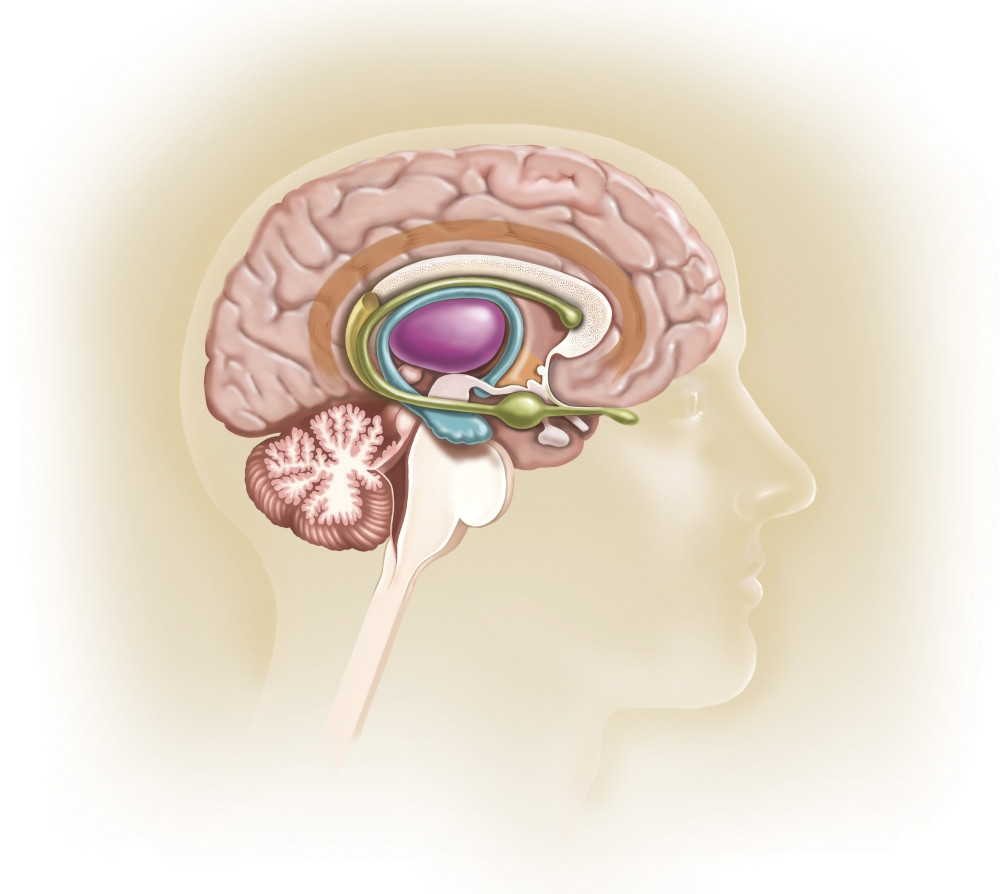 Sagittal view of human brain showing the limbic system. Poster Print by ...