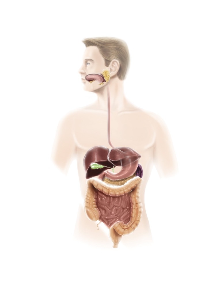 Human digestive system. Poster Print by Alan Gesek/Stocktrek Images ...