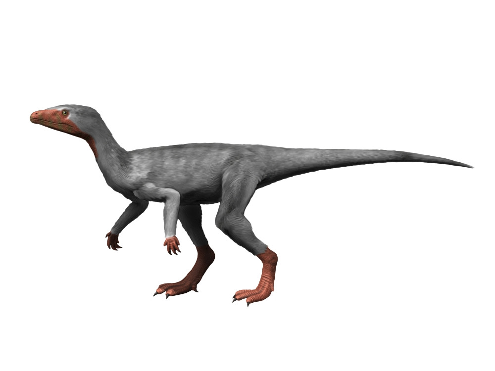 eoraptor dinosaur