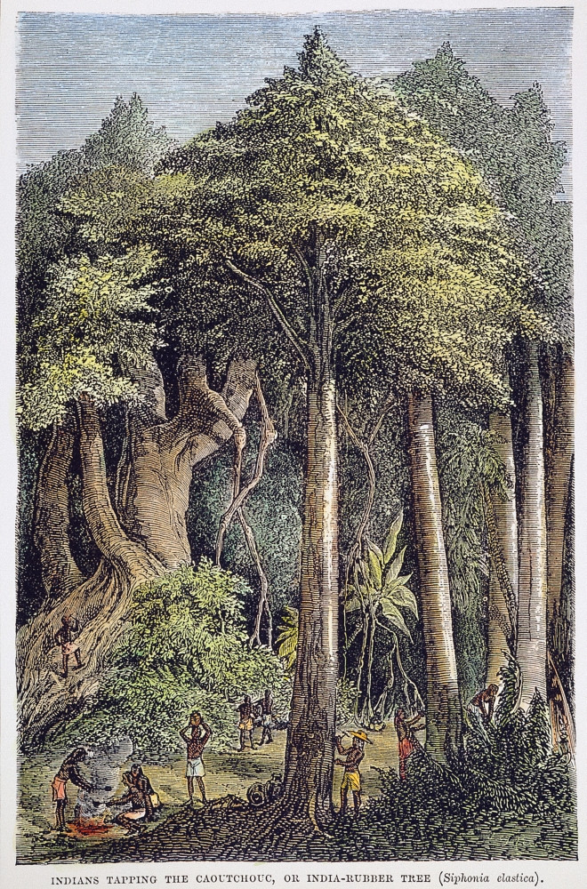 Rubber, South America. /Nsouth American Native Indians Collecting ...