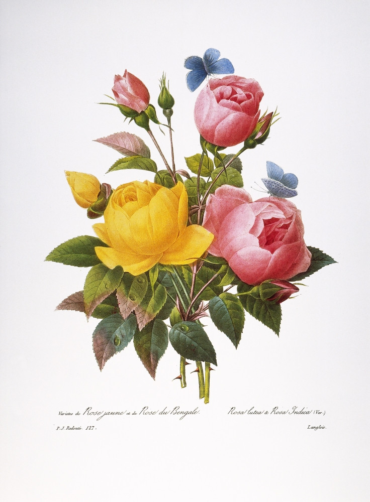 Redoute: Roses, 1833. /Nyellow Rose (Rosa Lutea Maxima) And China Rose ...