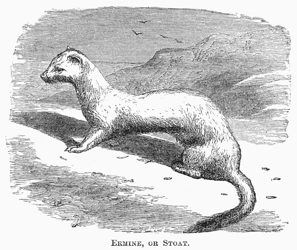 Ermine, 1873. /Nwood Engraving, American, 1873. Poster Print by Granger ...
