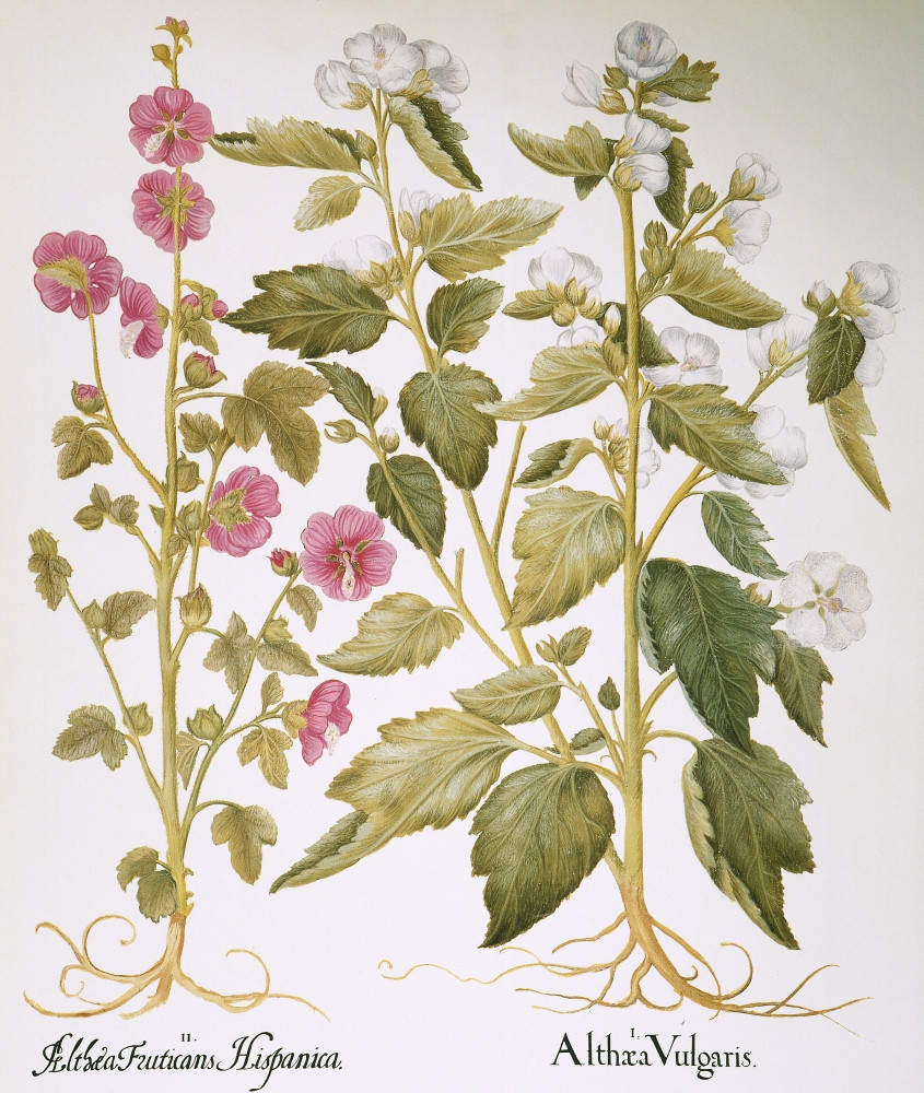 Malva Officinalis