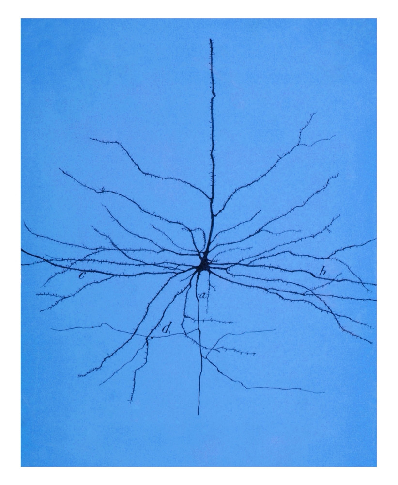 Pyramidal Cell in Cerebral Cortex, Cajal Poster Print by Science Source ...