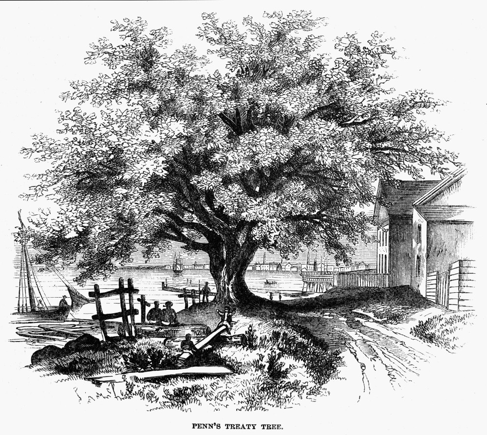 Botany: Penn Treaty Tree. /Nthe Penn Treaty (Elm) Tree At Philadelphia ...