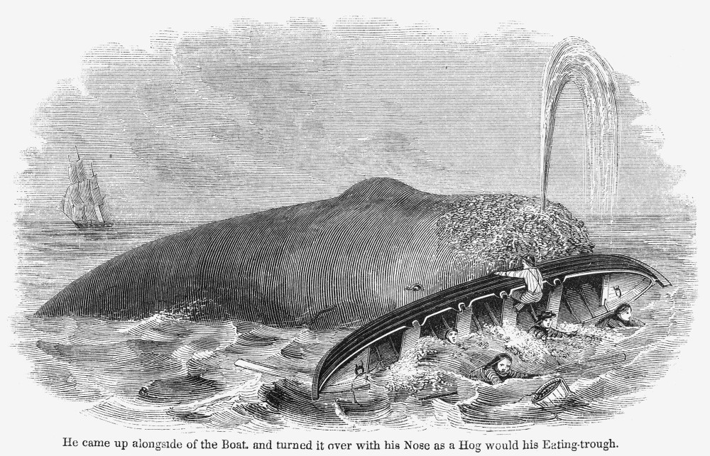Whaling, 1850. /Na Whale Overturning A Whaleboat. Wood Engraving ...